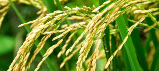 Astuces – Page 2 – Jardins et potagers