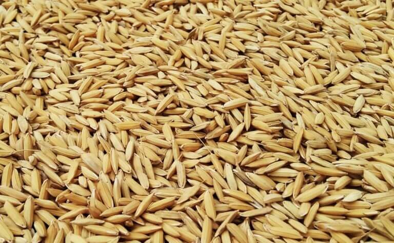 Comment faire pousser du riz