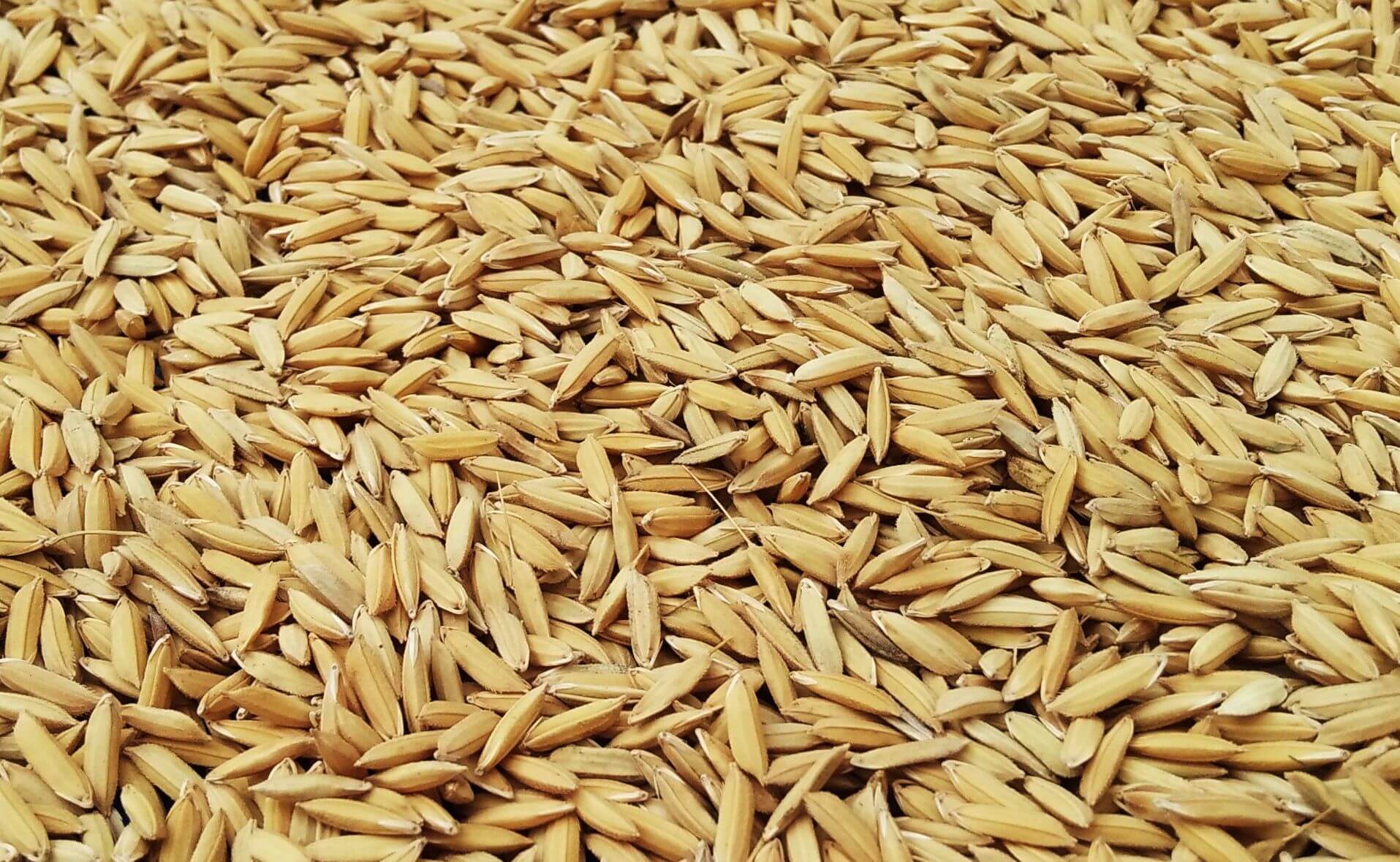 Comment Faire Pousser Du Riz Comment Faire Pousser Du Riz
