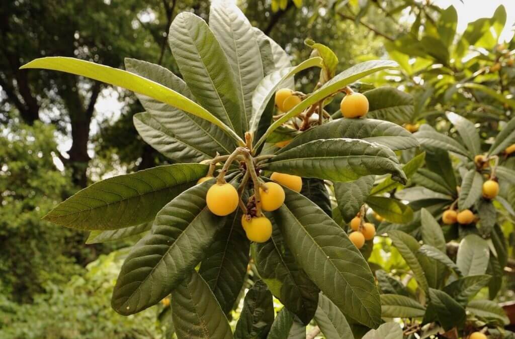 Faire pousser un néflier du Japon à partir d'une nèfle