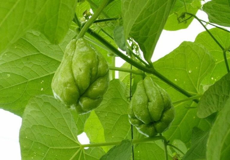 Comment faire pousser des chayotes