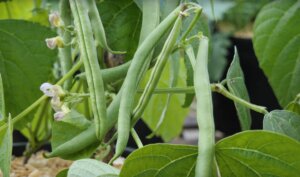 5 Astuces incontournables pour réussir la culture des haricots verts