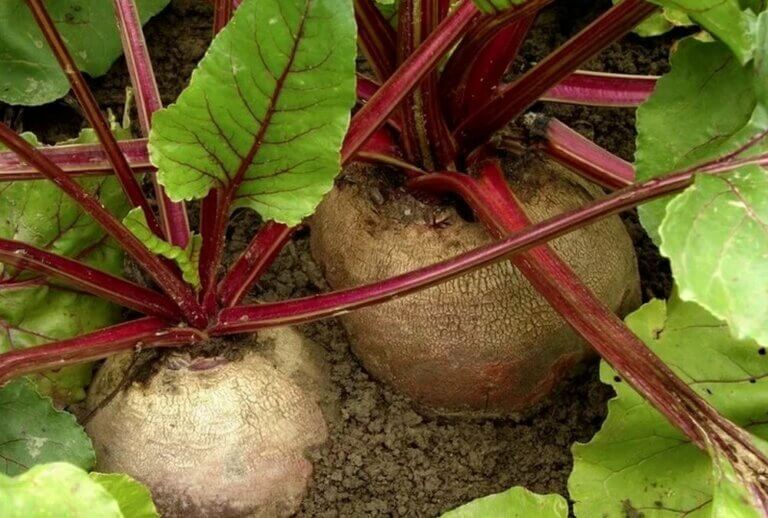 Quand et comment planter les betteraves pour des récoltes abondantes au ...