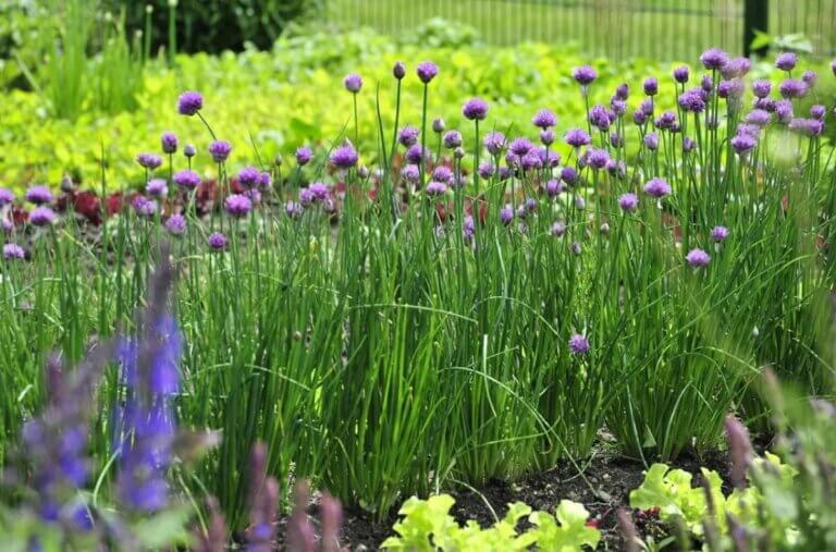 5 secrets pour faire pousser de la ciboulette dans son jardin potager ...